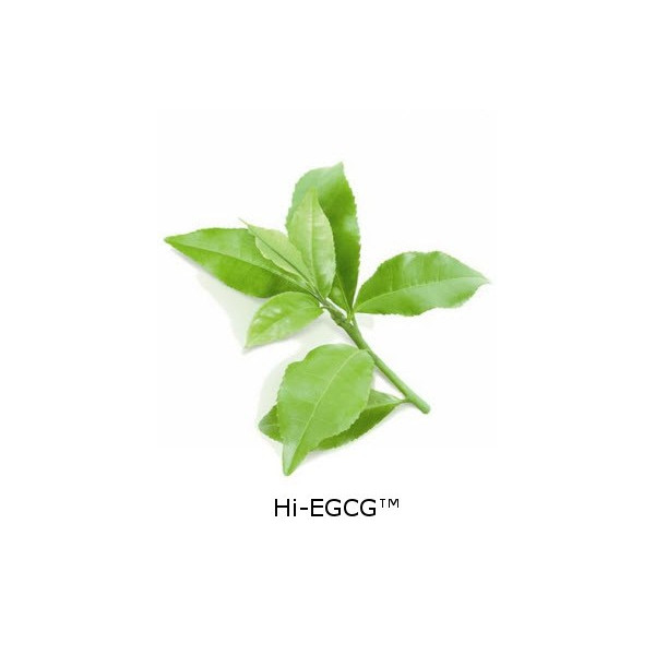 Green Tea Extract EGCG, Polyphenols - Green Tea Extract Catechin, anti ...