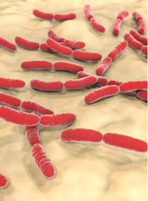 Lactobacillus crispatus (100 billion/g) (Freeze-dried)