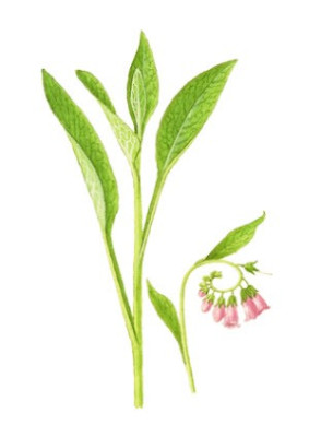 Allantoin - Allantoin reduces irritation and allergic reactions of the ...