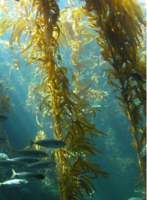 Sea Kelp Bioferment, sea algae Moisturizes the skin and nourishes the hair.