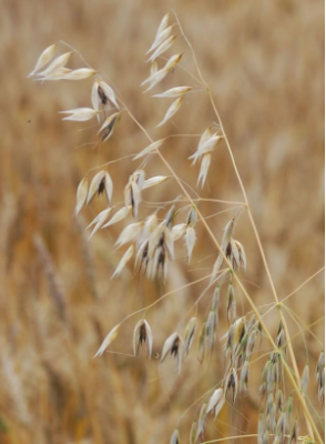 Avena sativa (Oat) Extract (Water Soluble)