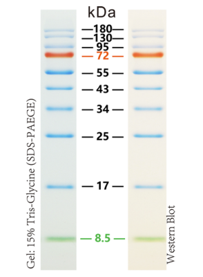 Protein Size Measurement (8.5KDa - 100KDa, SDS-PAGE)