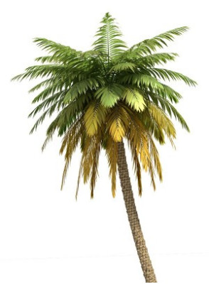 LipidSoft™ Palm (Ethylhexyl palmitate) - oil-free emollient.