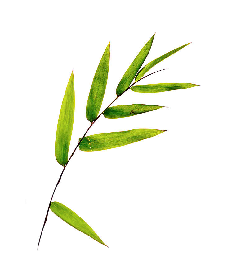 Bamboo Leaf Flavor (Water-Soluble)