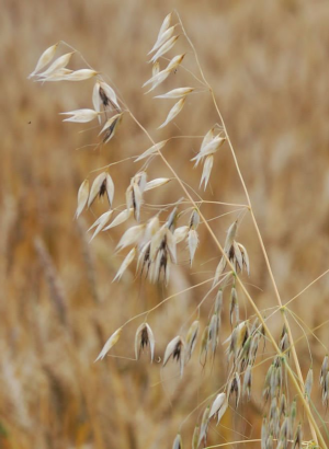 Avena sativa (Oat) Extract (Water Soluble)