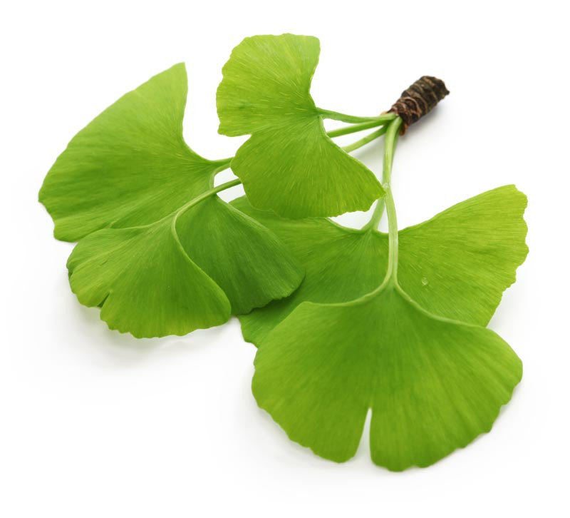 Ginkgo Extract (24% Flavonoids) (MYS-Certified™)